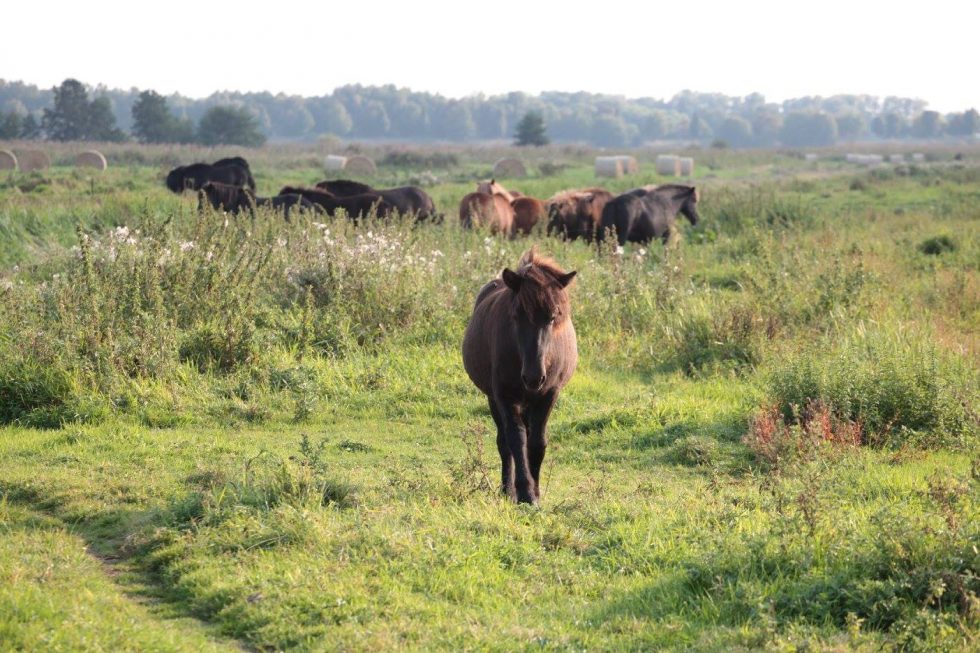 Wildpferde-Workshop | Mukina